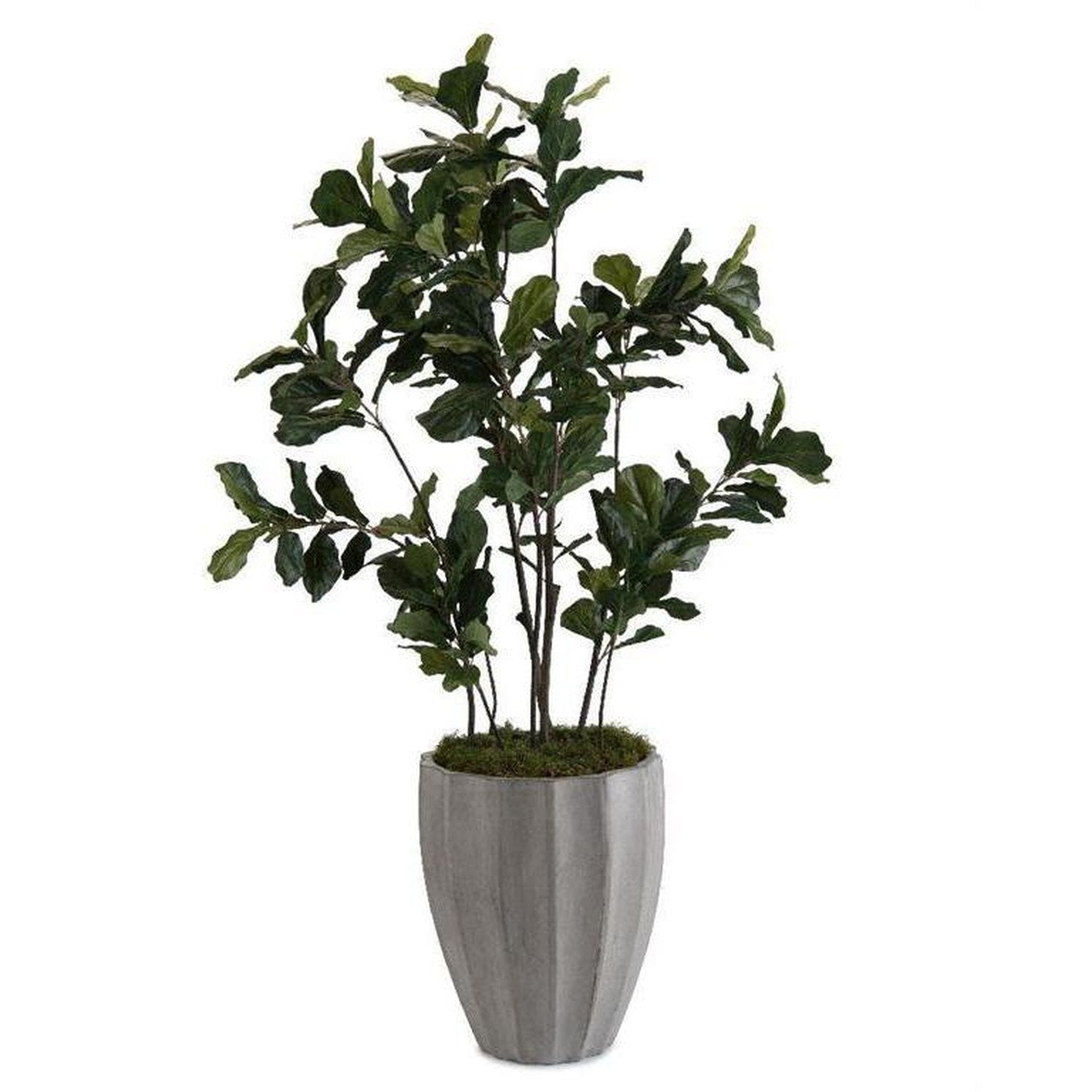 8’ Fiddle Leaf Fig Tree – Victoria’s Interiors